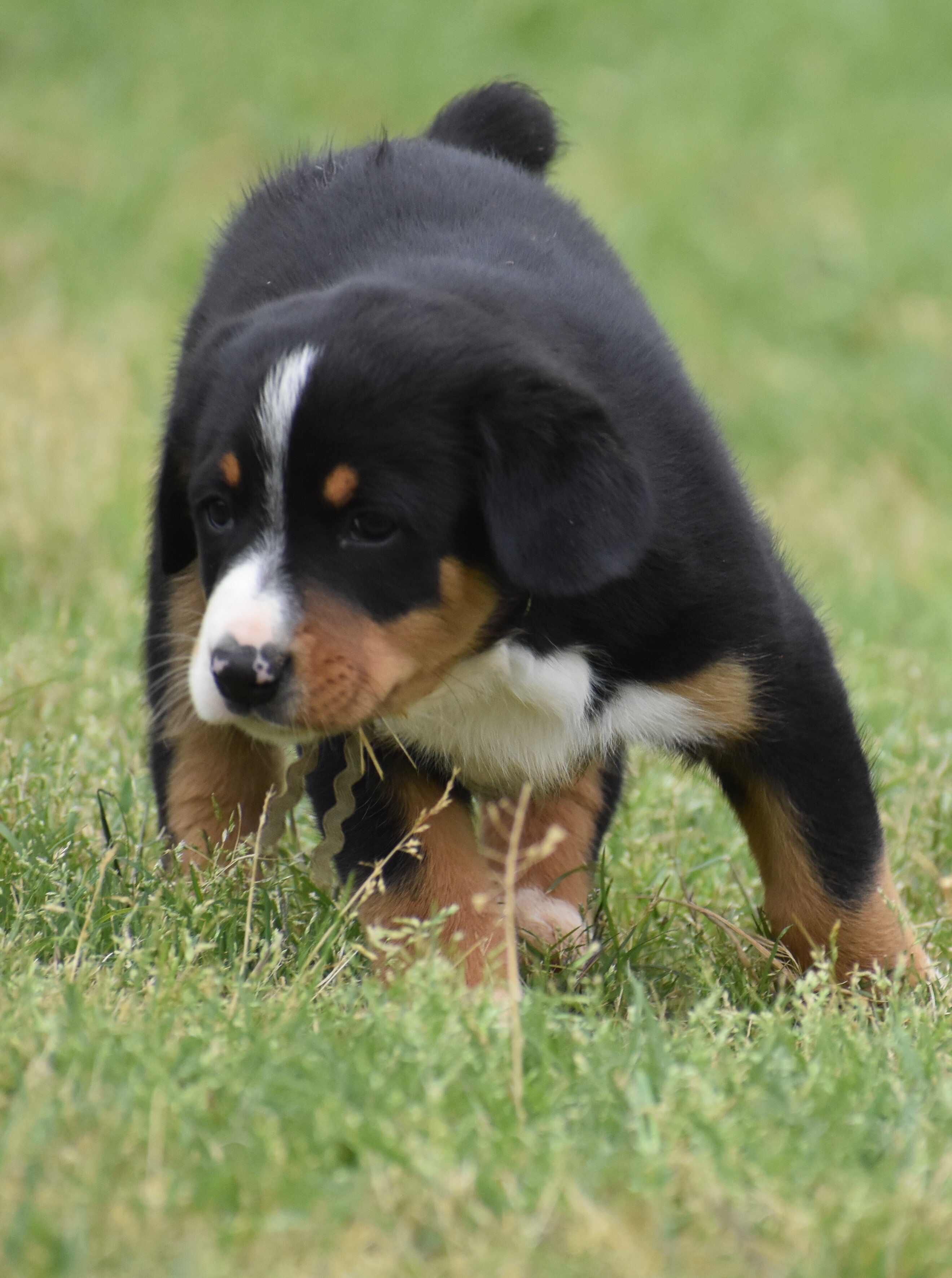 Greater Swiss Mountain & Entlebucher Puppies For Sale in Oklahoma ...