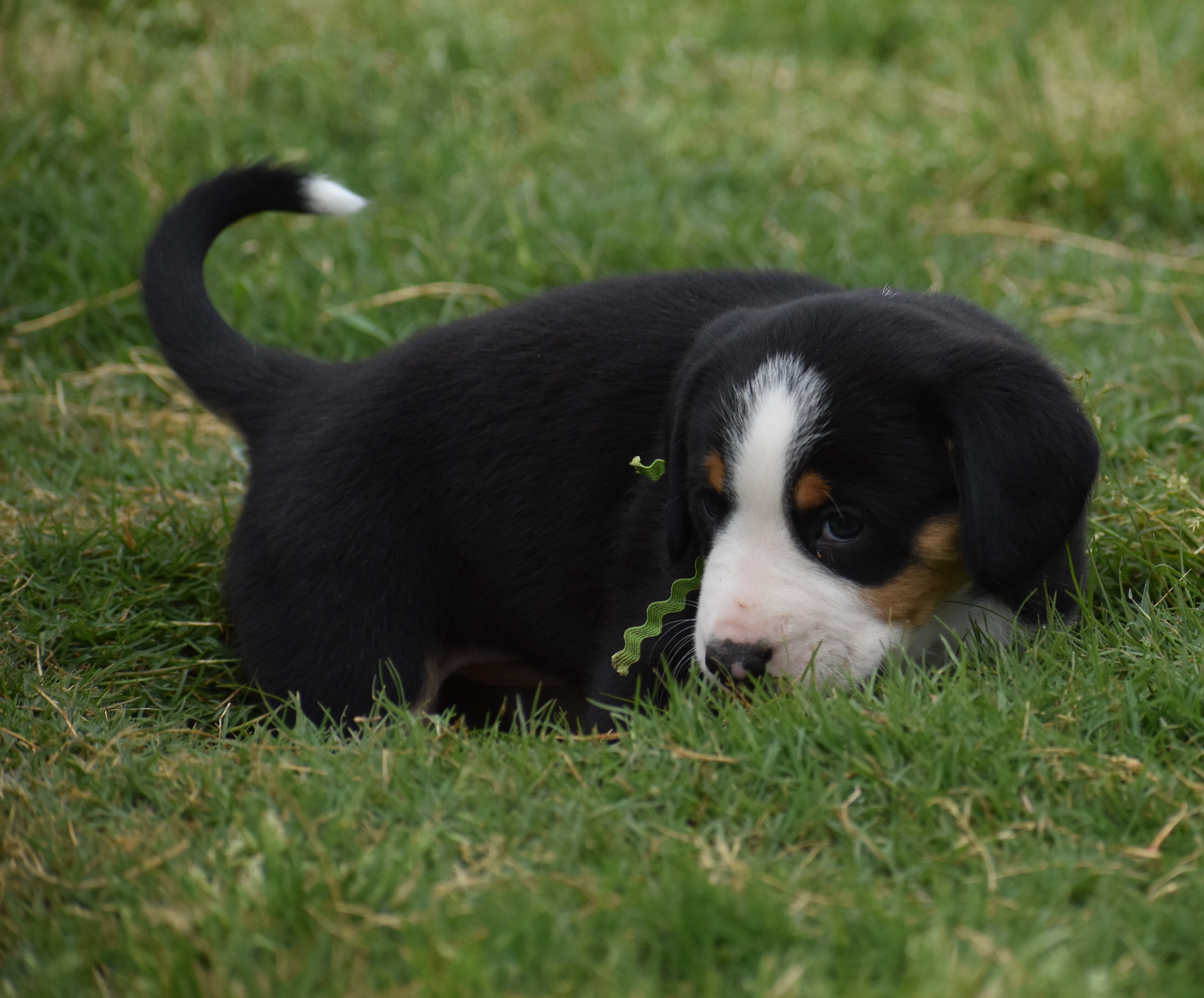 Greater Swiss Mountain & Entlebucher Puppies For Sale in Oklahoma ...