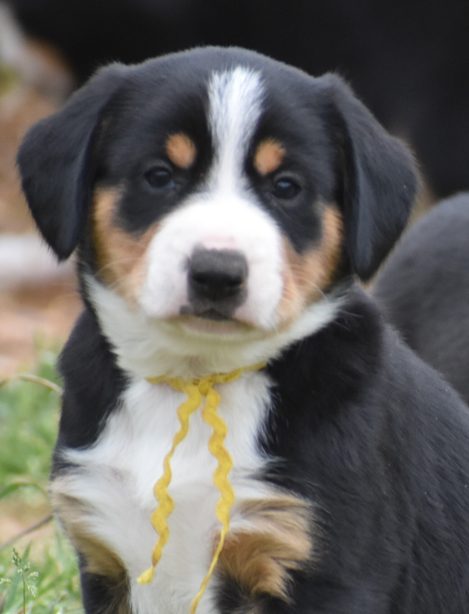 Greater Swiss Mountain & Entlebucher Puppies For Sale in Oklahoma ...