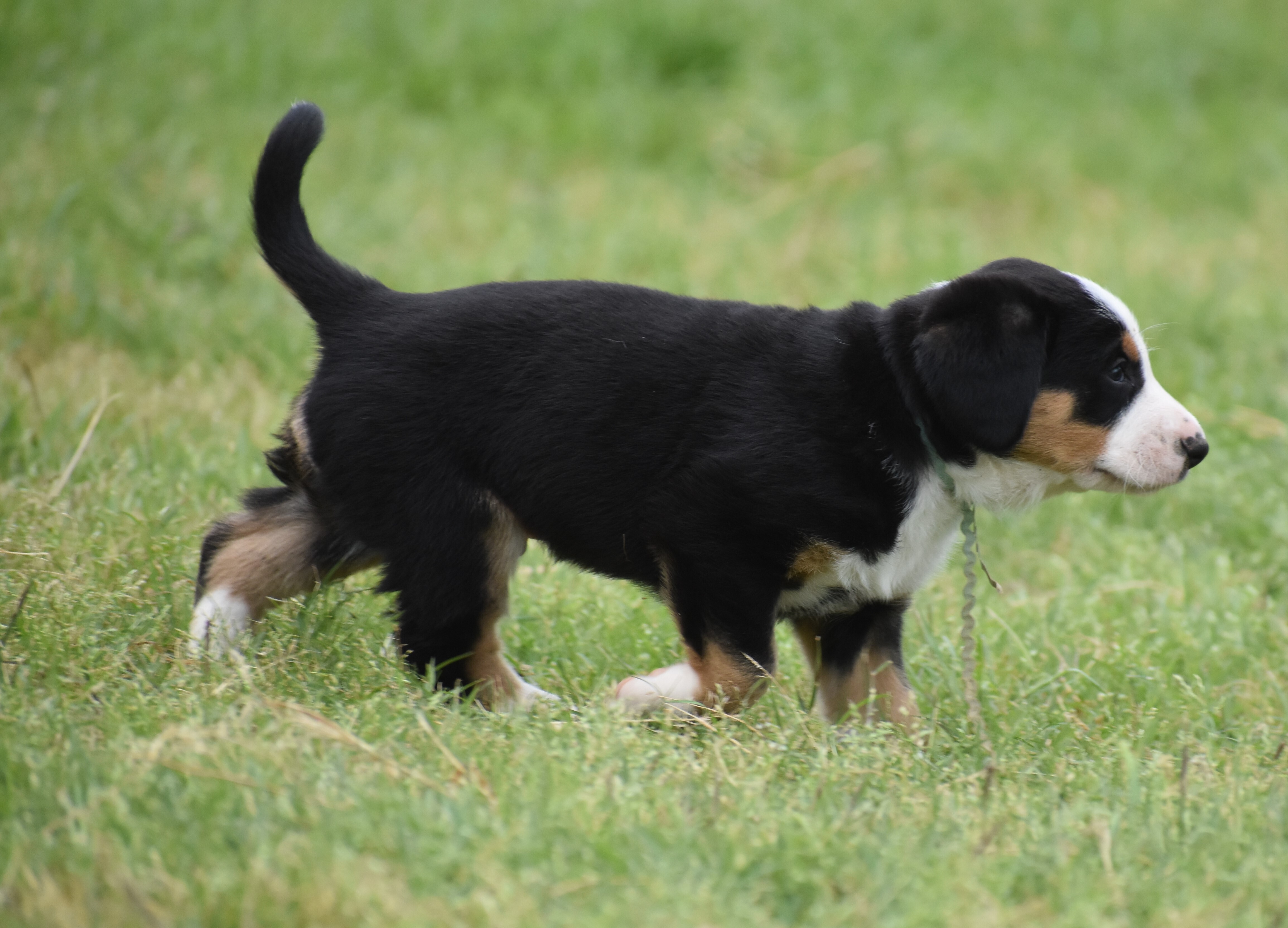 Greater Swiss Mountain & Entlebucher Puppies For Sale in Oklahoma ...