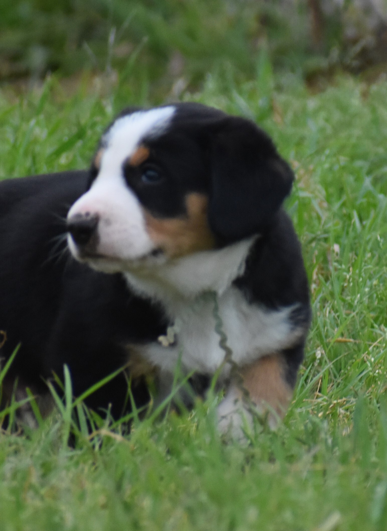 Greater Swiss Mountain & Entlebucher Puppies For Sale in Oklahoma ...