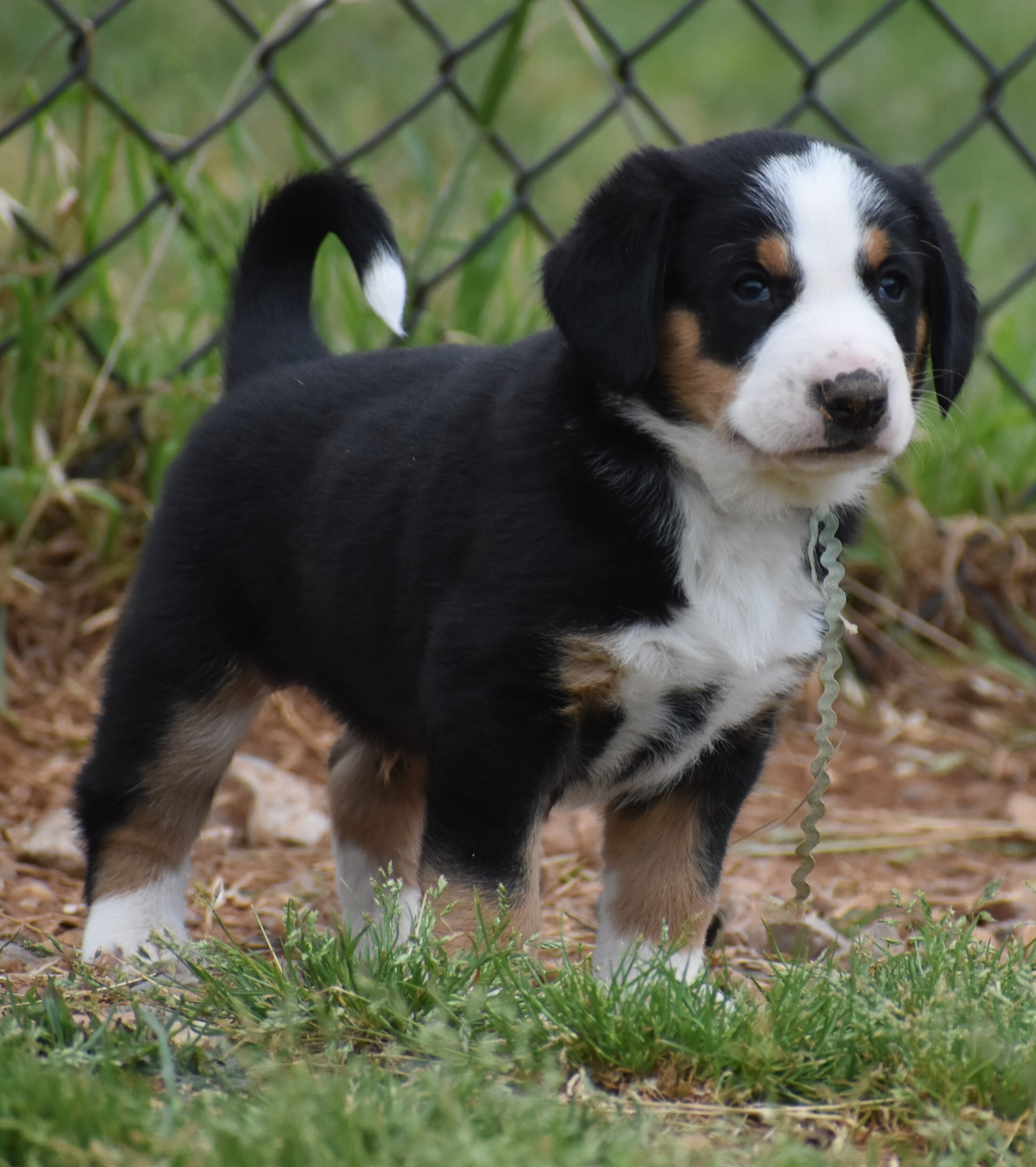 Greater Swiss Mountain & Entlebucher Puppies For Sale in Oklahoma ...