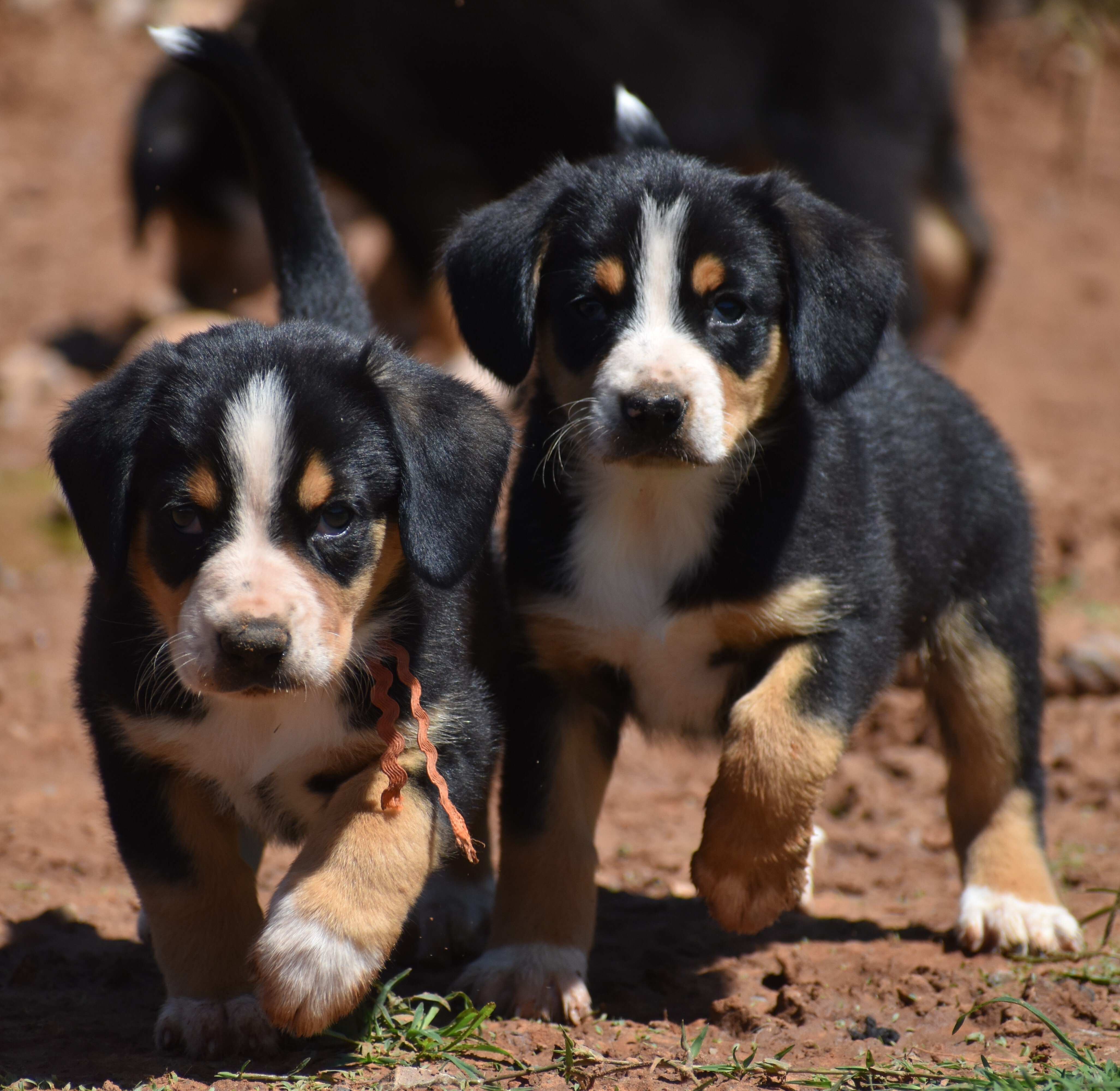Greater Swiss Mountain & Entlebucher Puppies For Sale in Oklahoma ...