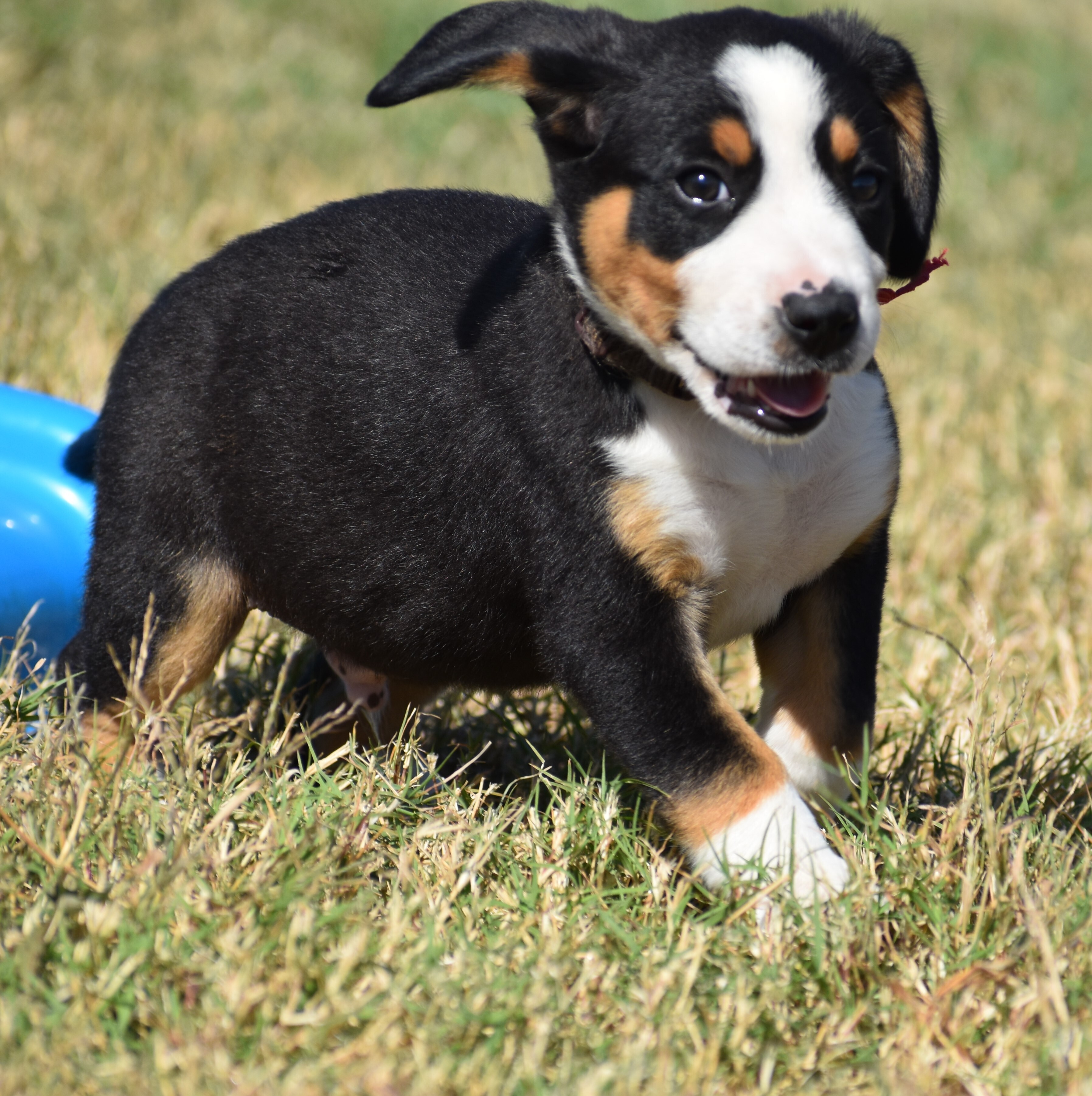 Greater Swiss Mountain & Entlebucher Puppies For Sale in Oklahoma ...
