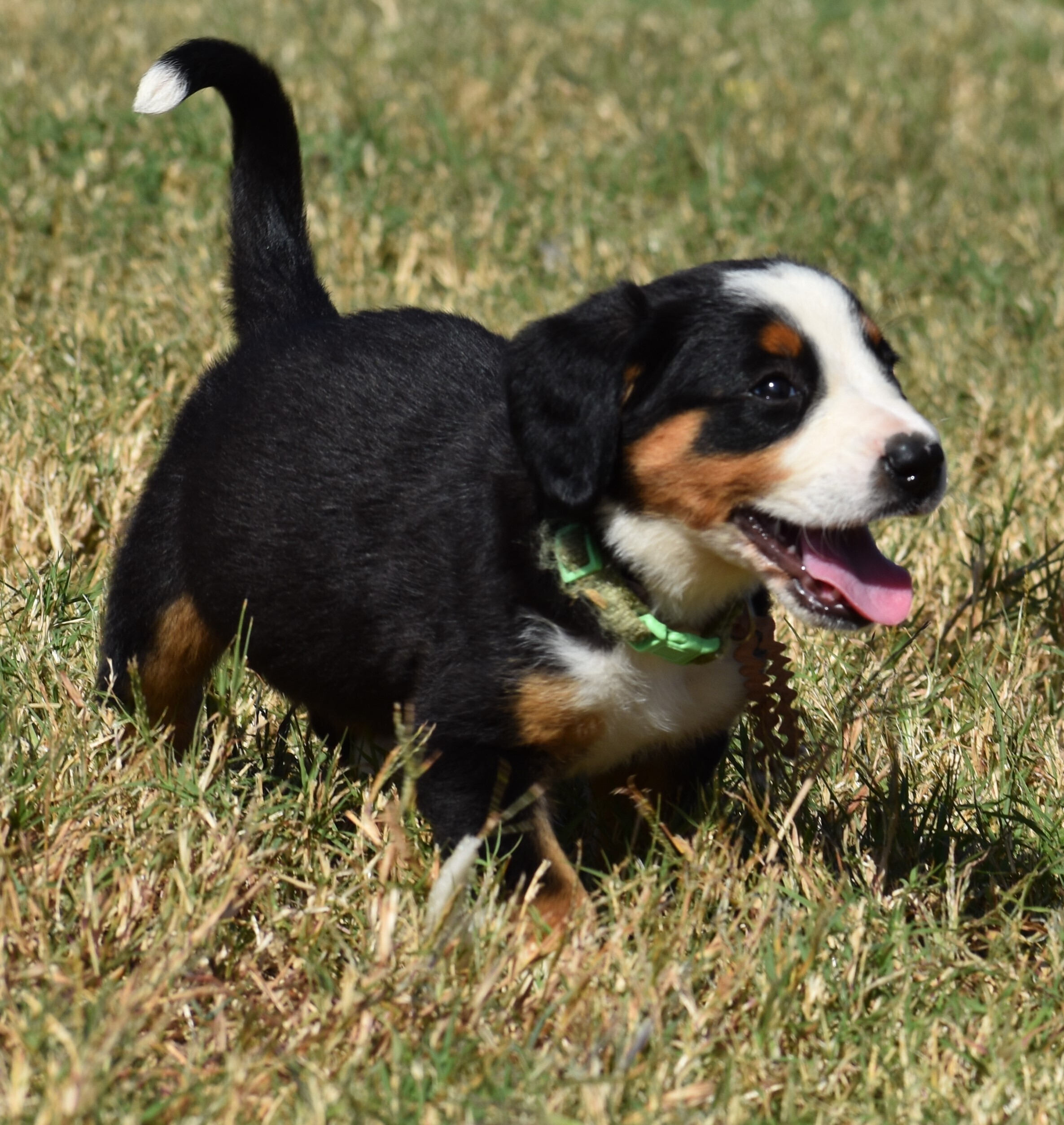 Greater Swiss Mountain & Entlebucher Puppies For Sale in Oklahoma ...