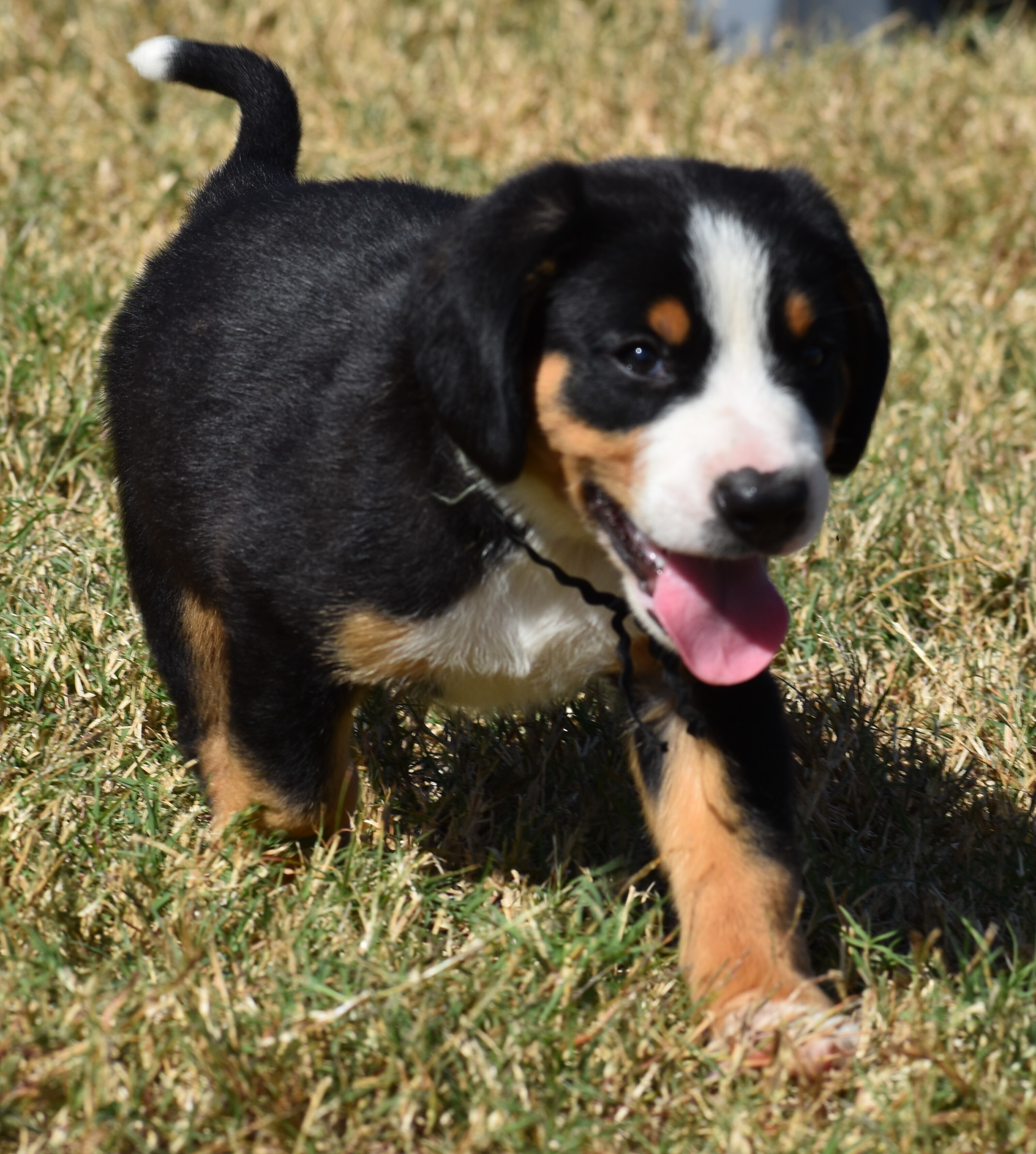 Greater Swiss Mountain & Entlebucher Puppies For Sale in Oklahoma ...