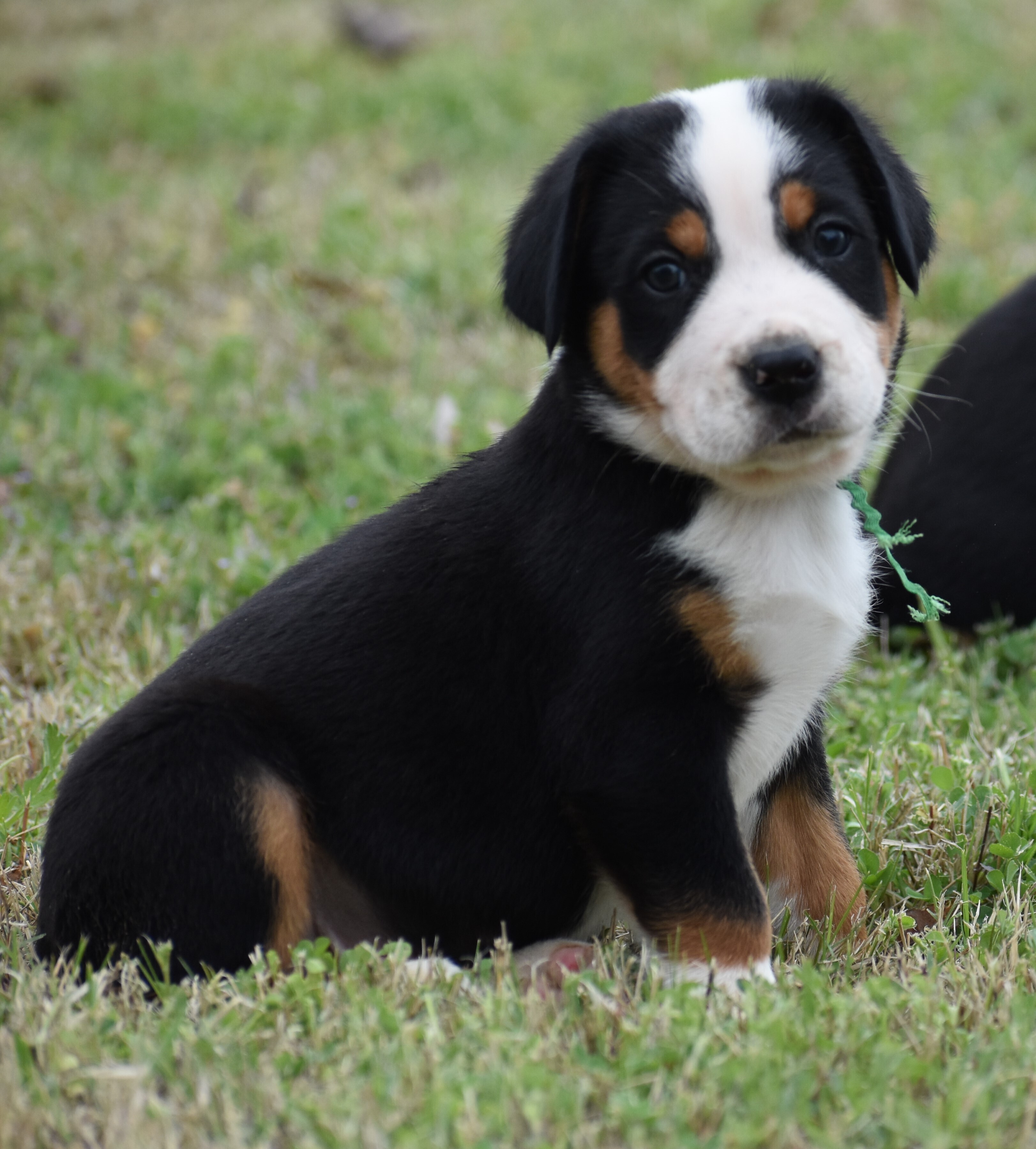 Greater Swiss Mountain Dog Breeders and Dogs For Slae in OKlahoma ...