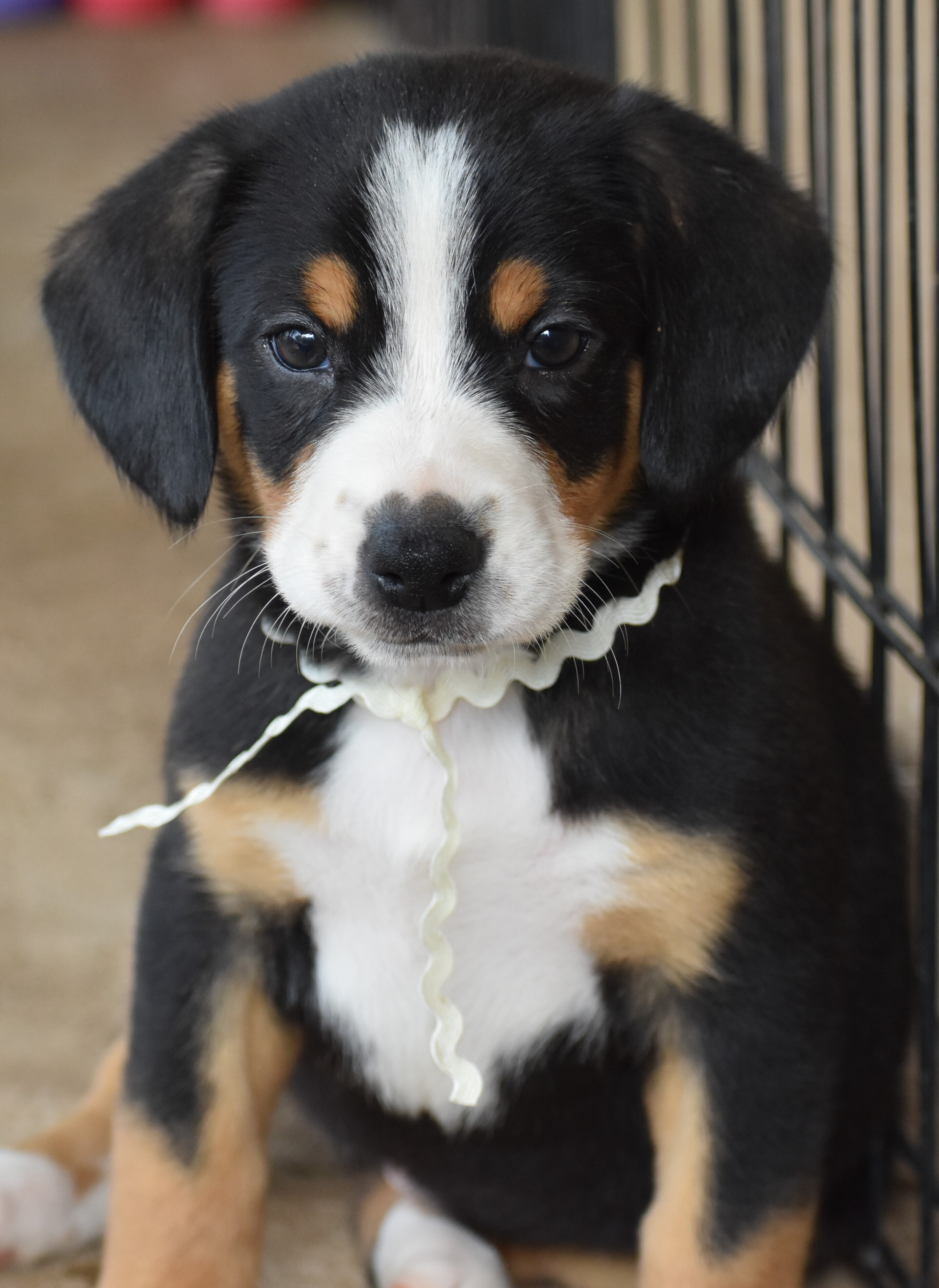 Greater Swiss Mountain & Entlebucher Puppies For Sale in Oklahoma ...