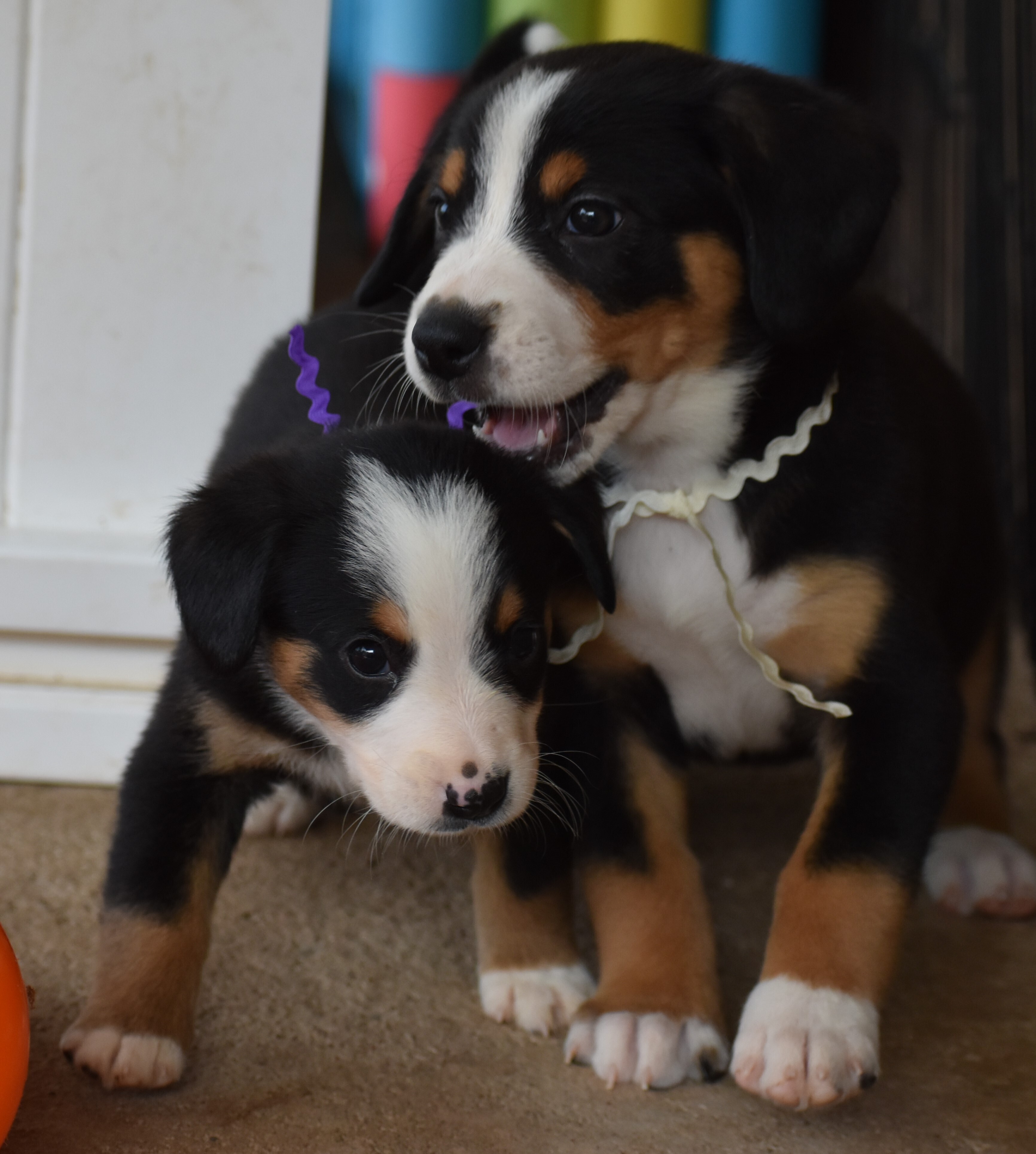 Greater Swiss Mountain & Entlebucher Puppies For Sale in Oklahoma ...