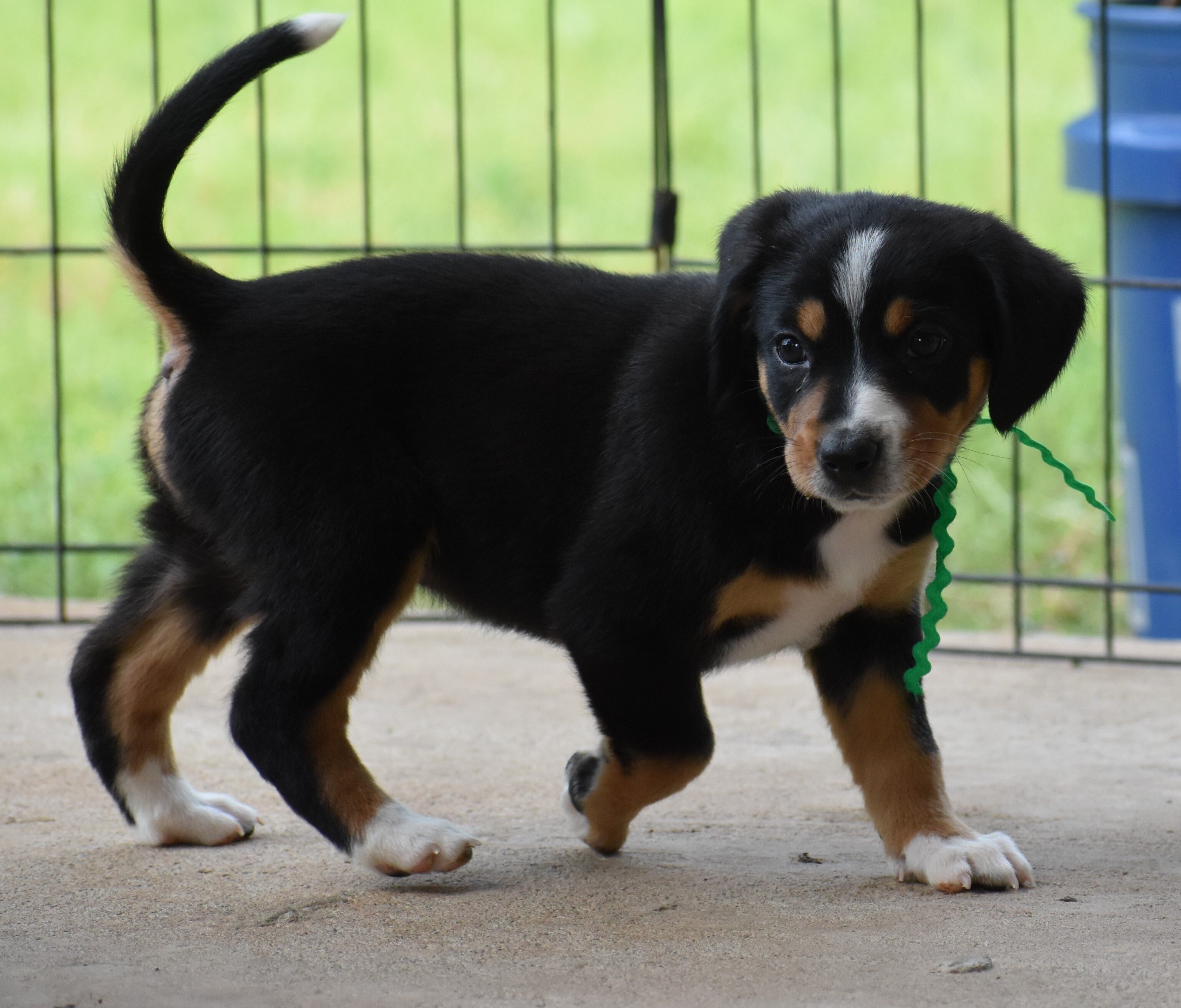 Greater Swiss Mountain & Entlebucher Puppies For Sale in Oklahoma ...