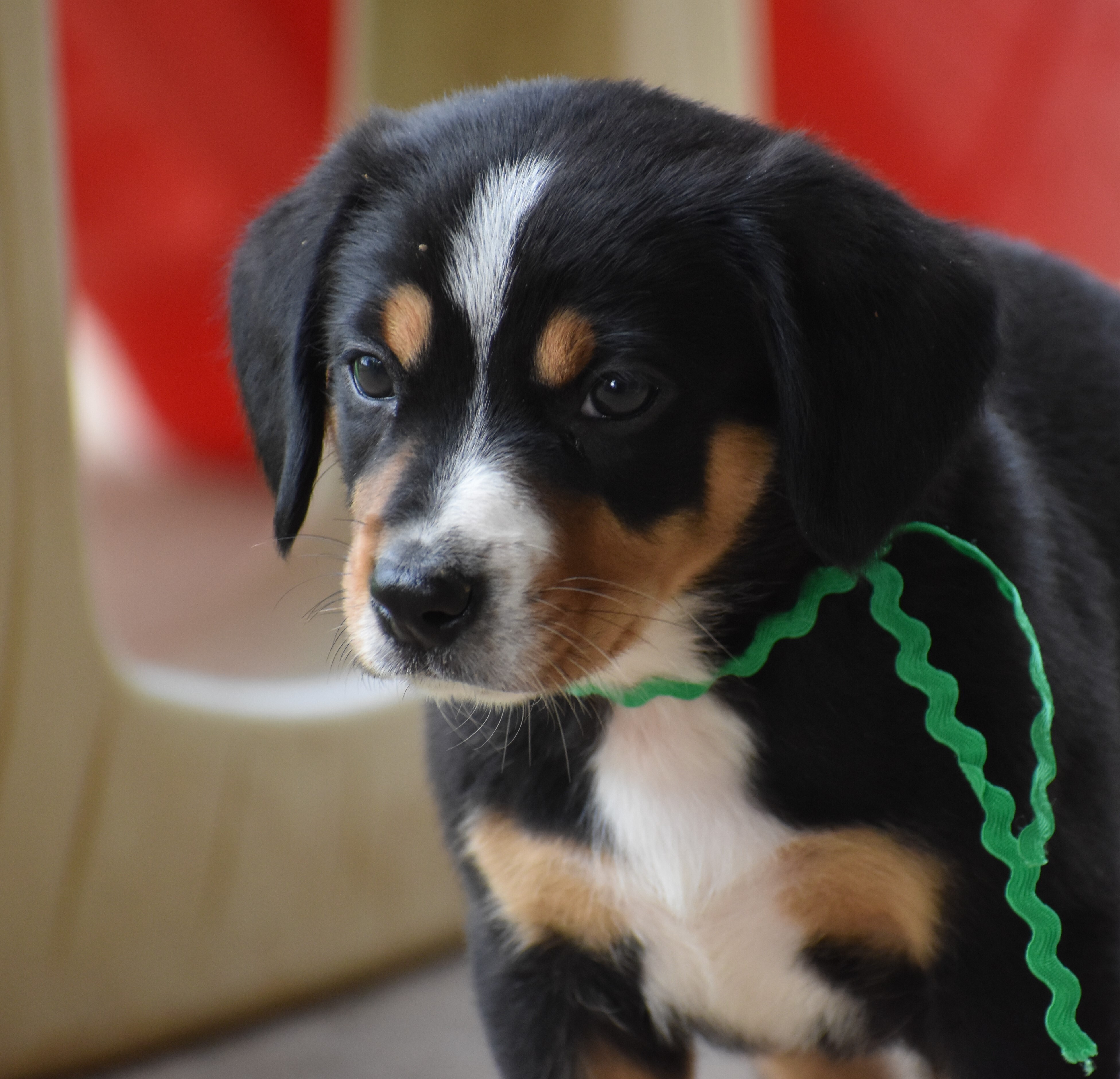 Greater Swiss Mountain & Entlebucher Puppies For Sale in Oklahoma ...