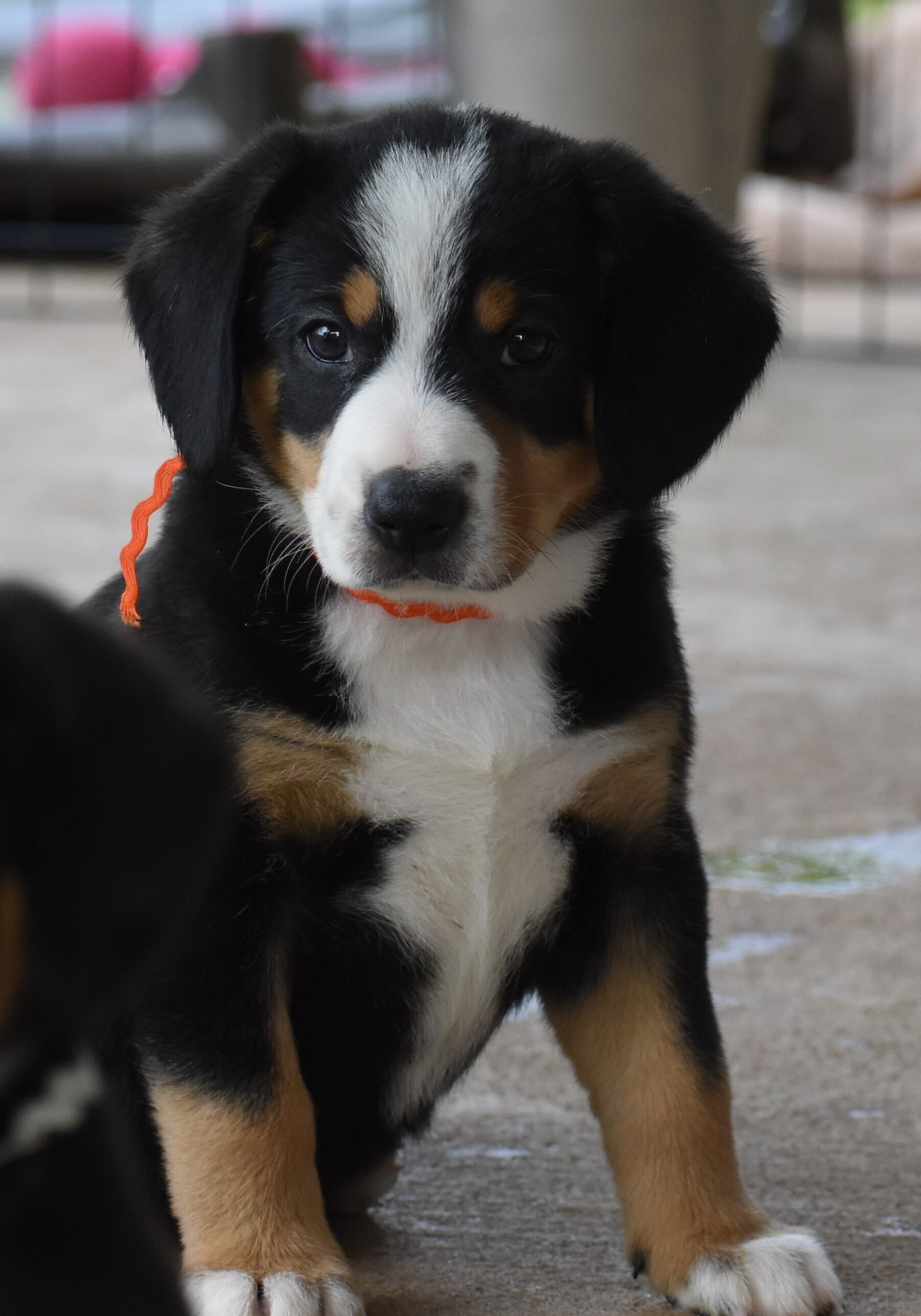 Greater Swiss Mountain & Entlebucher Puppies For Sale in Oklahoma ...