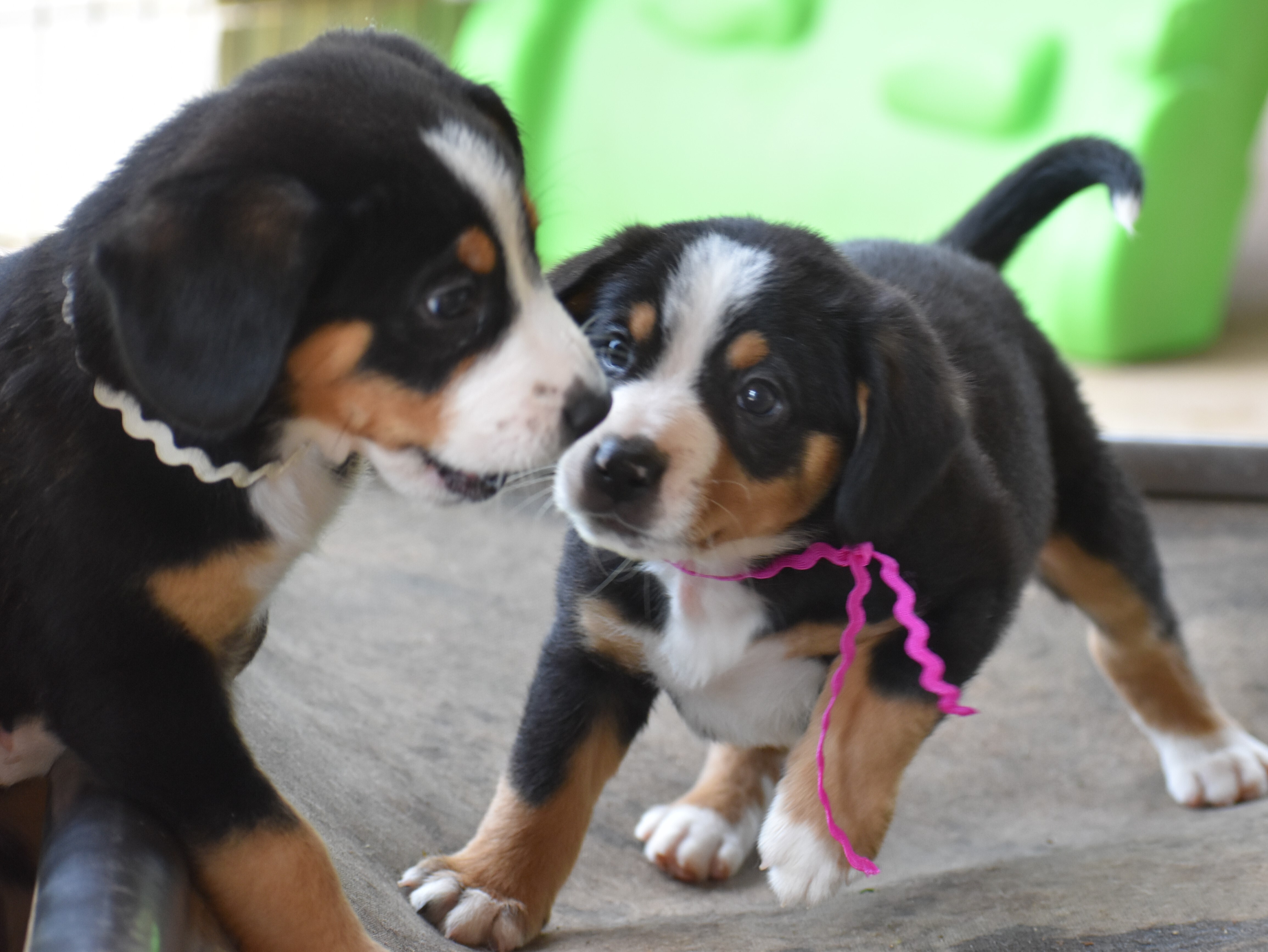 Greater Swiss Mountain & Entlebucher Puppies For Sale in Oklahoma ...