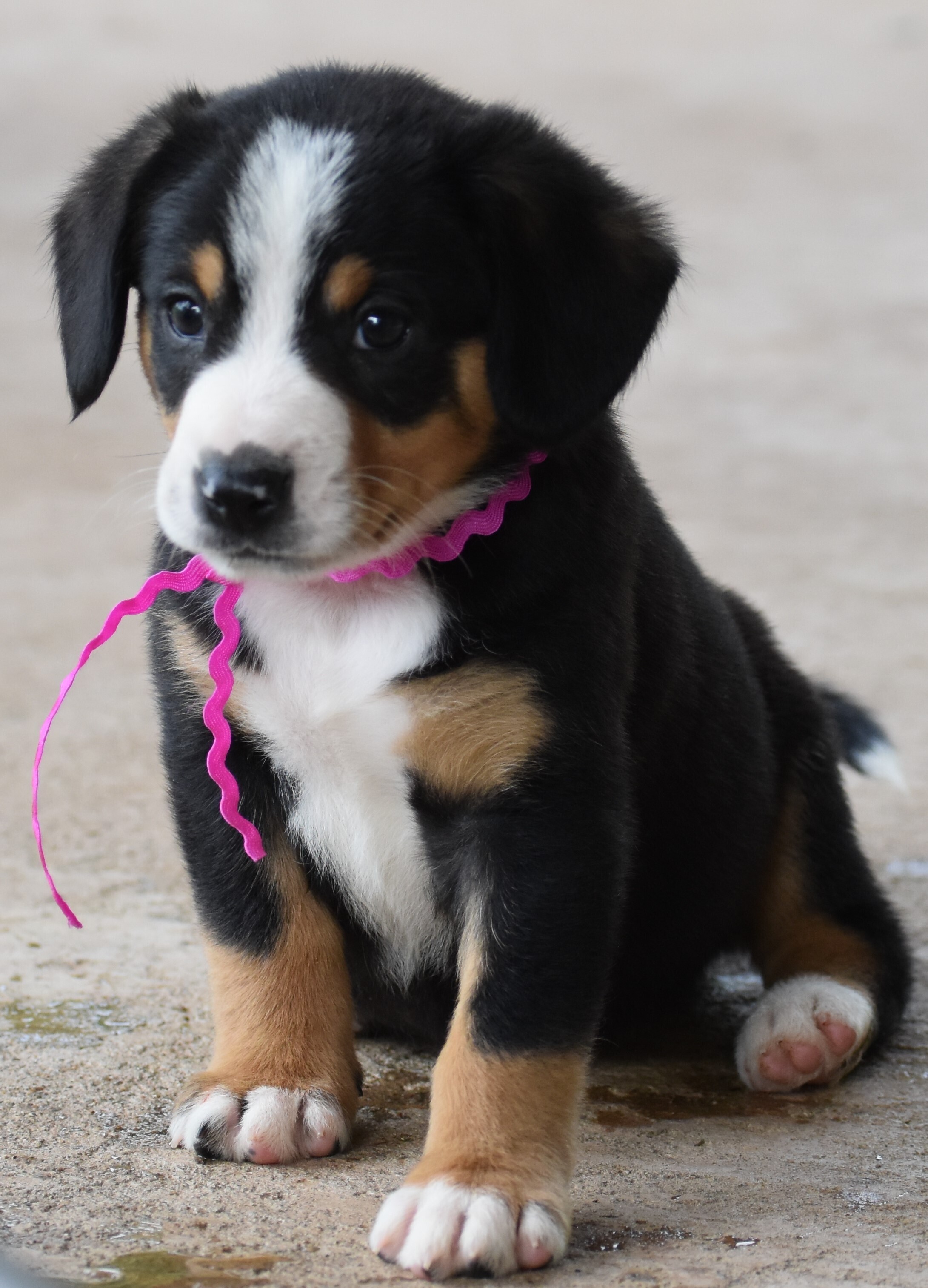 Greater Swiss Mountain & Entlebucher Puppies For Sale in Oklahoma ...