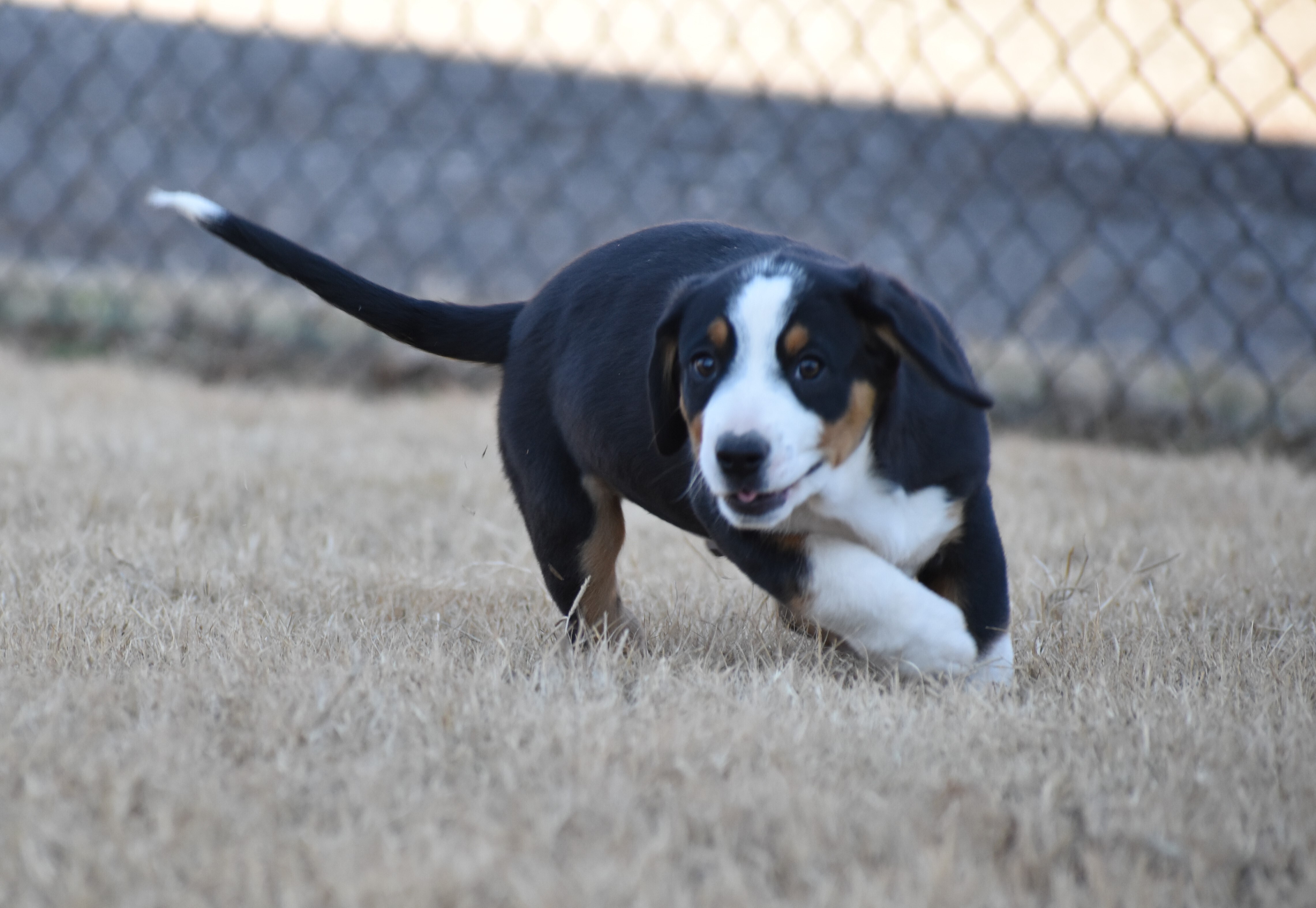 Greater Swiss Mountain & Entlebucher Puppies For Sale in Oklahoma ...