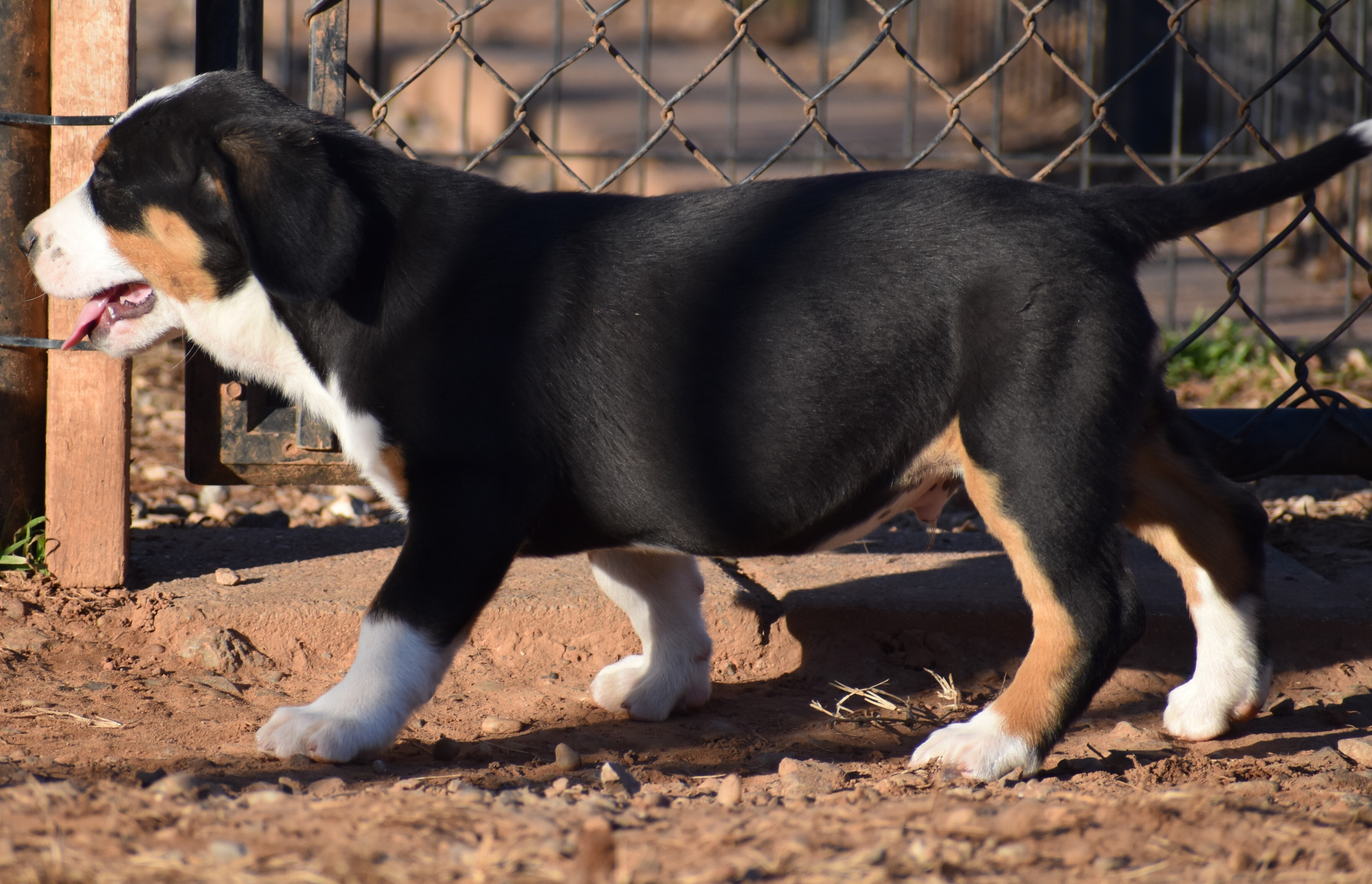Greater Swiss Mountain & Entlebucher Puppies For Sale in Oklahoma ...
