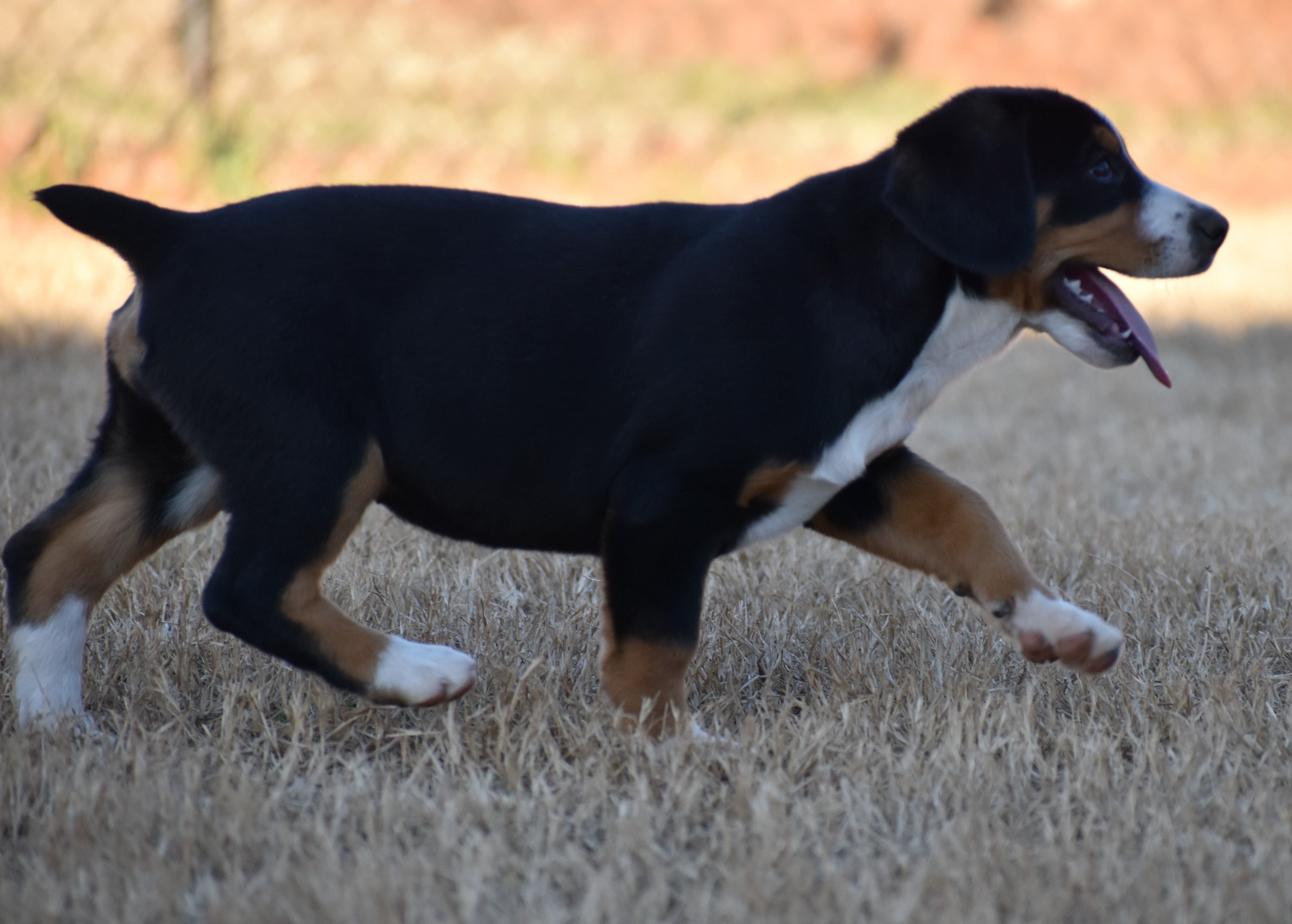 Greater Swiss Mountain & Entlebucher Puppies For Sale in Oklahoma ...