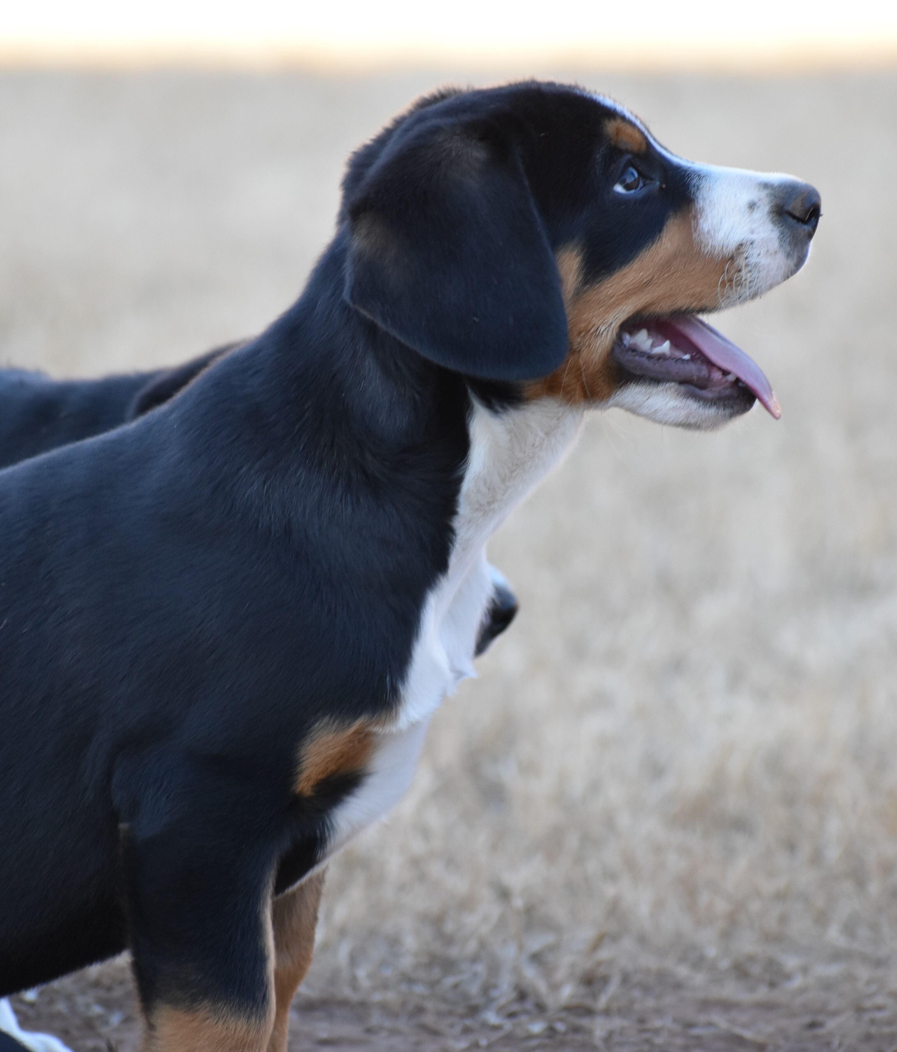 Greater Swiss Mountain & Entlebucher Puppies For Sale in Oklahoma ...