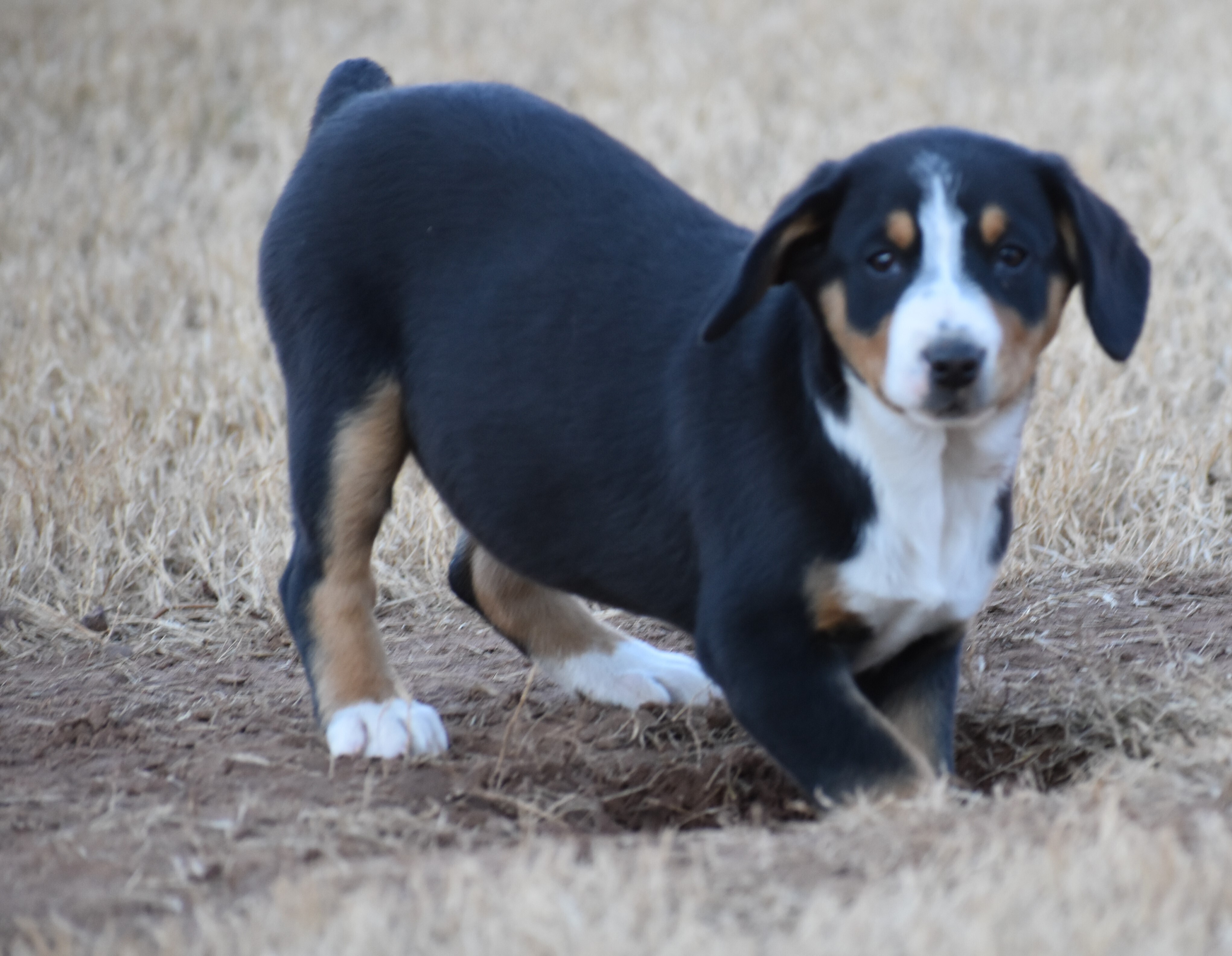 Greater Swiss Mountain & Entlebucher Puppies For Sale in Oklahoma ...