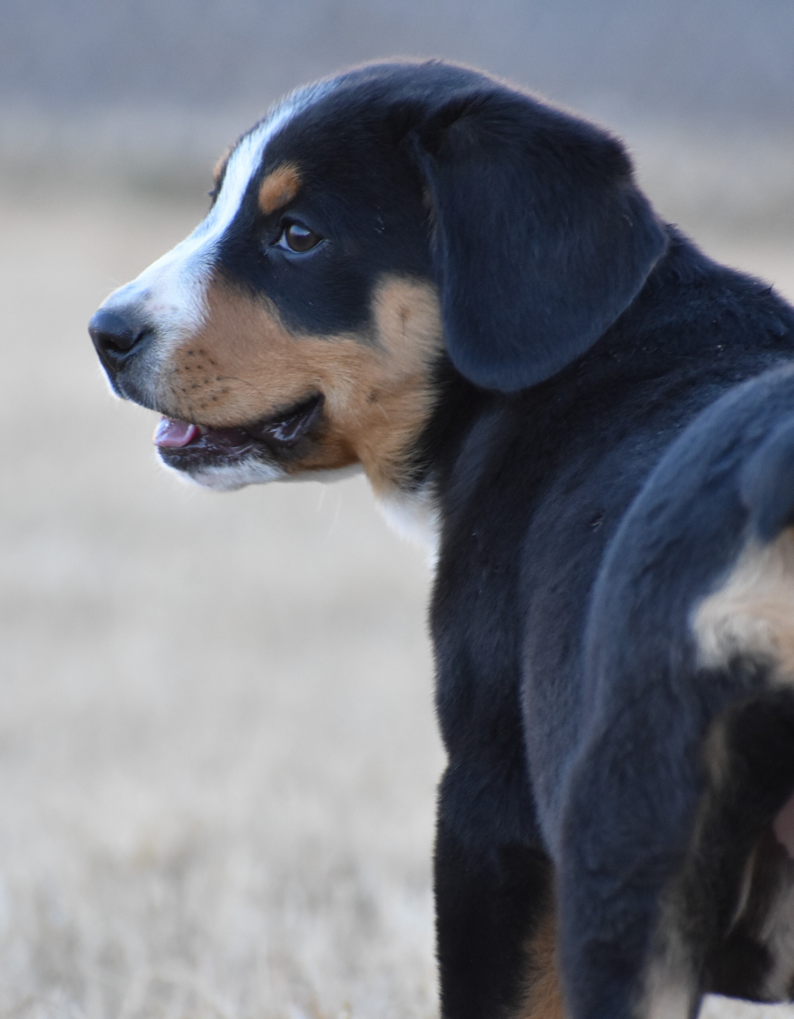 Greater Swiss Mountain & Entlebucher Puppies For Sale in Oklahoma ...
