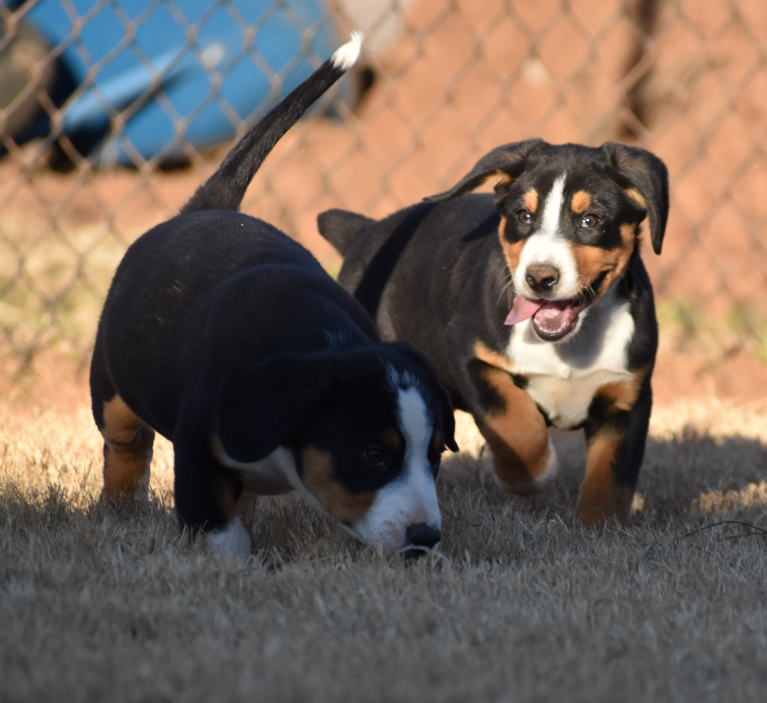 Greater Swiss Mountain & Entlebucher Puppies For Sale in Oklahoma ...