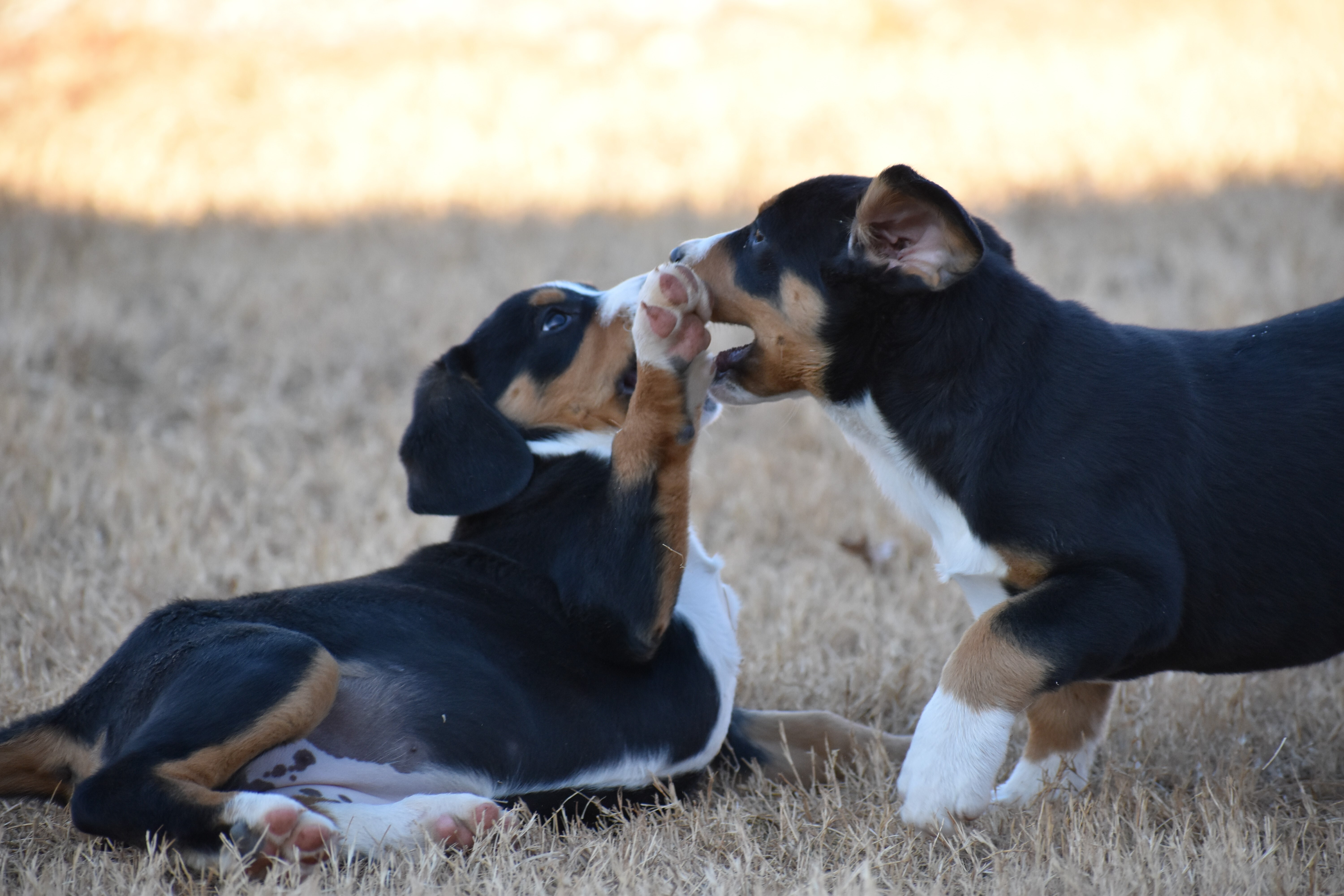 Greater Swiss Mountain & Entlebucher Puppies For Sale in Oklahoma ...