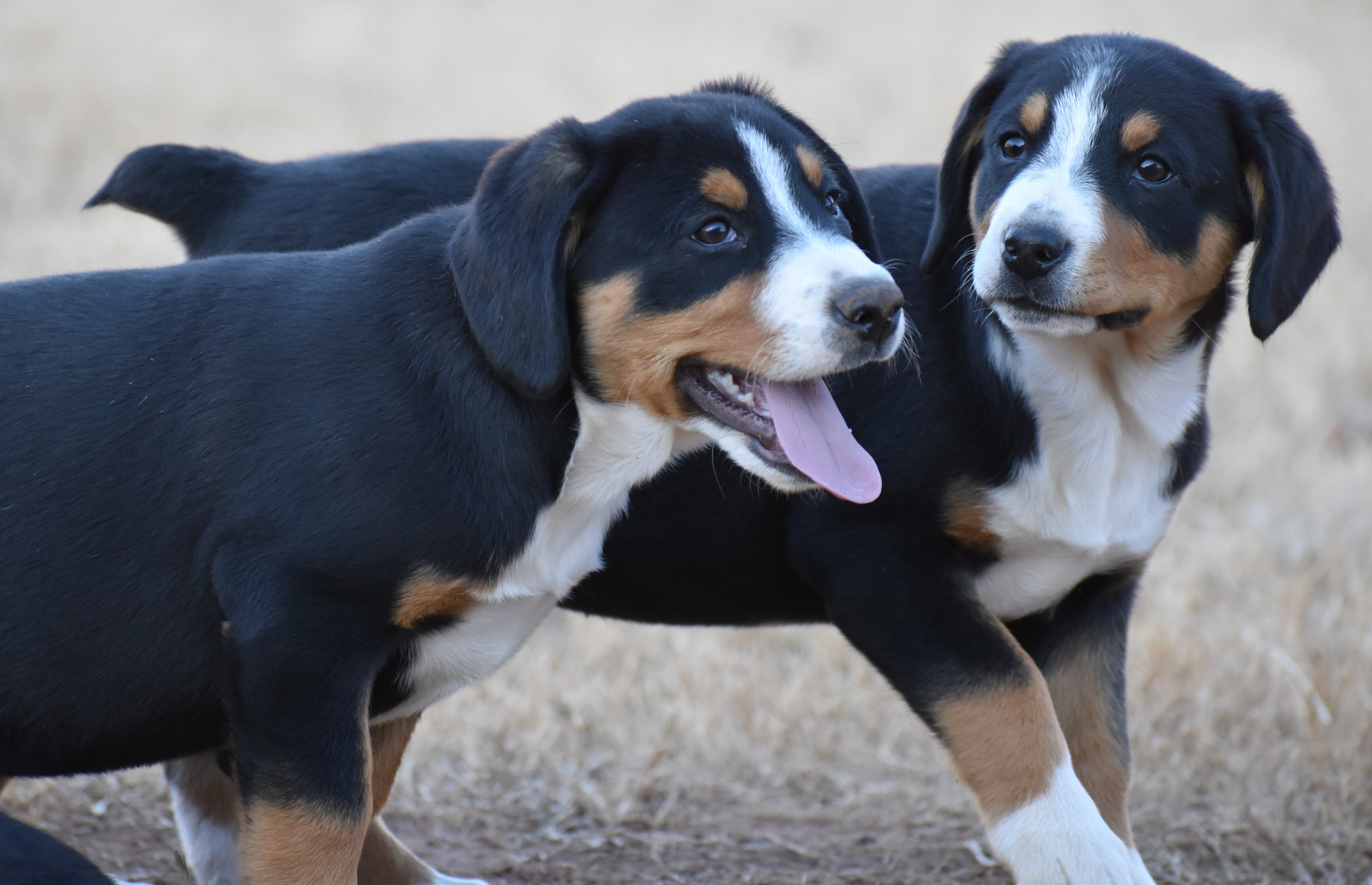 Greater Swiss Mountain & Entlebucher Puppies For Sale in Oklahoma ...