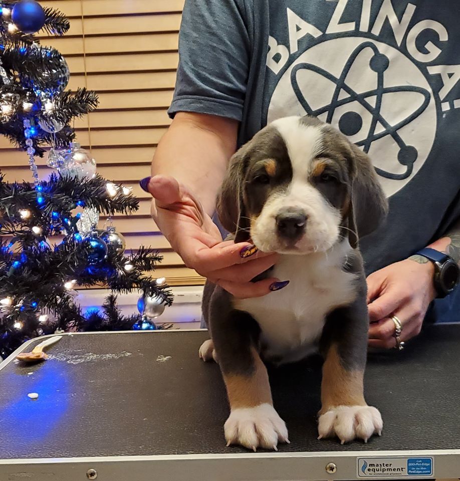 Greater Swiss Mountain Dog Breeders and Dogs For Slae in OKlahoma ...