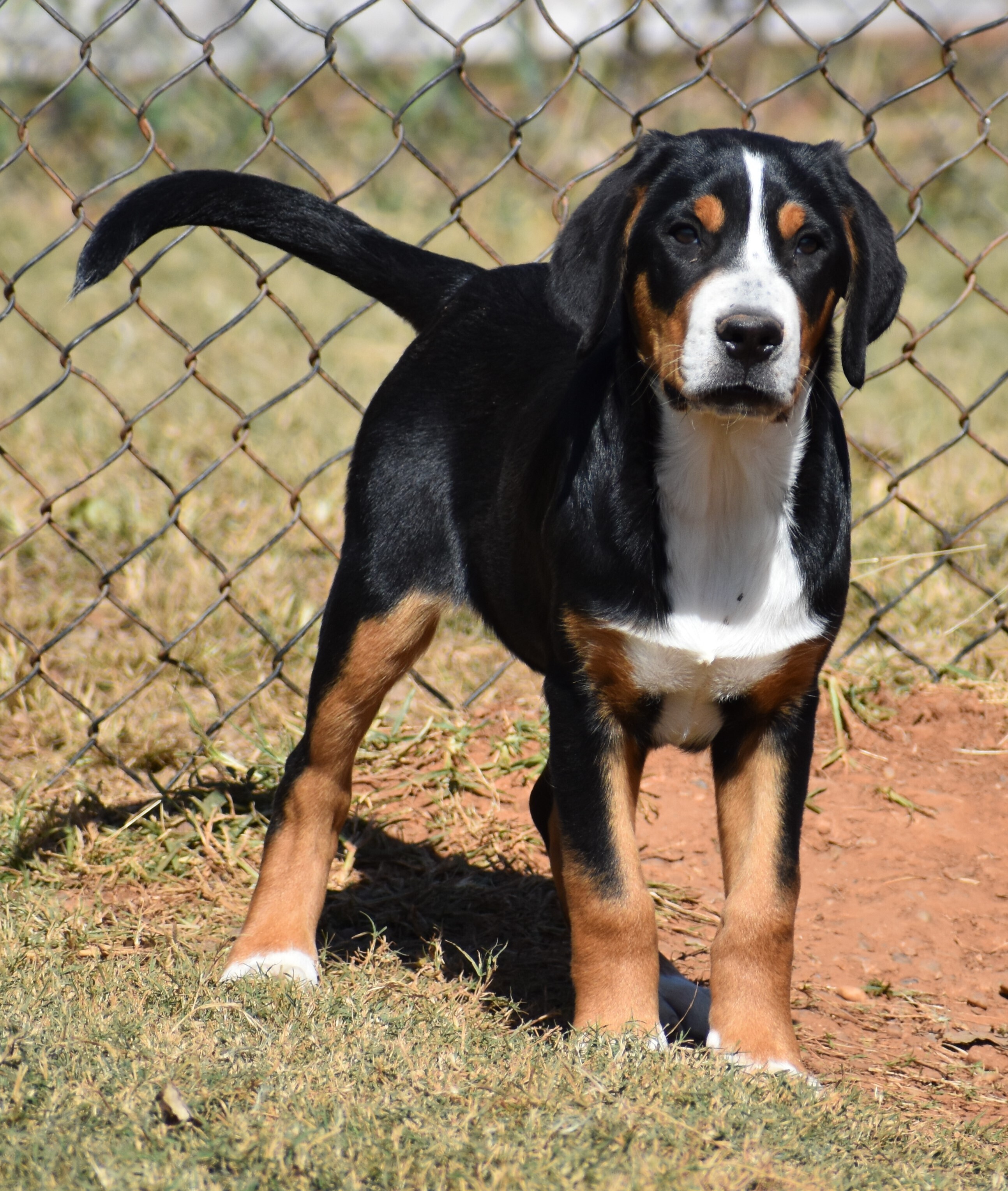 Greater Swiss Mountain Dog Breeders and Dogs For Slae in OKlahoma ...