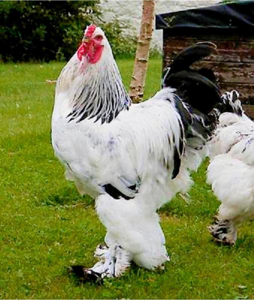 Farm Tours & Events | Sweet Valley Ranch | Fayetteville