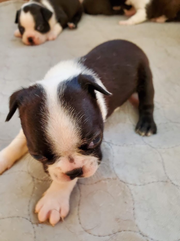 New England Boston Terriers