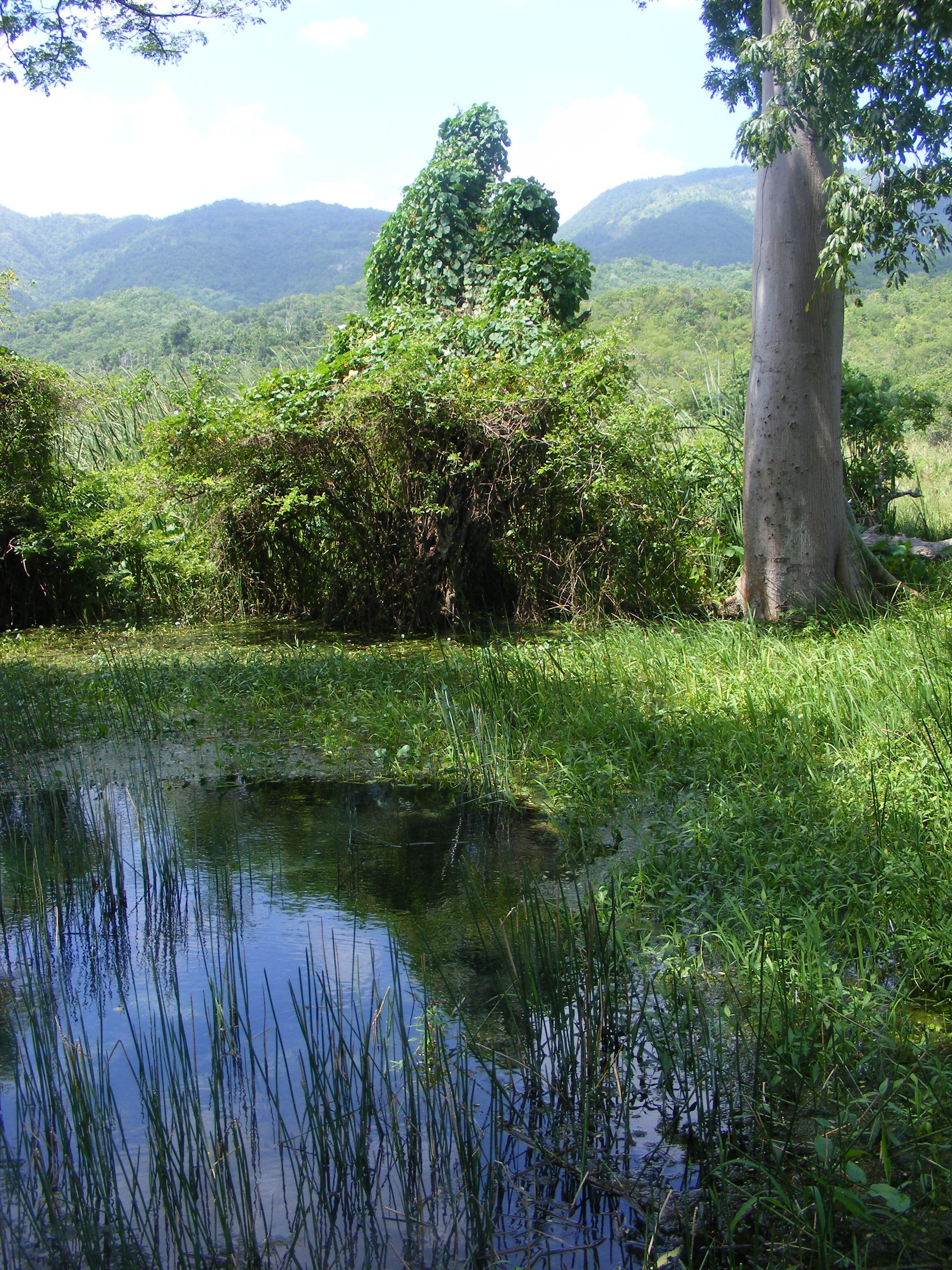 Attractions & Activities | Bluefields Bay