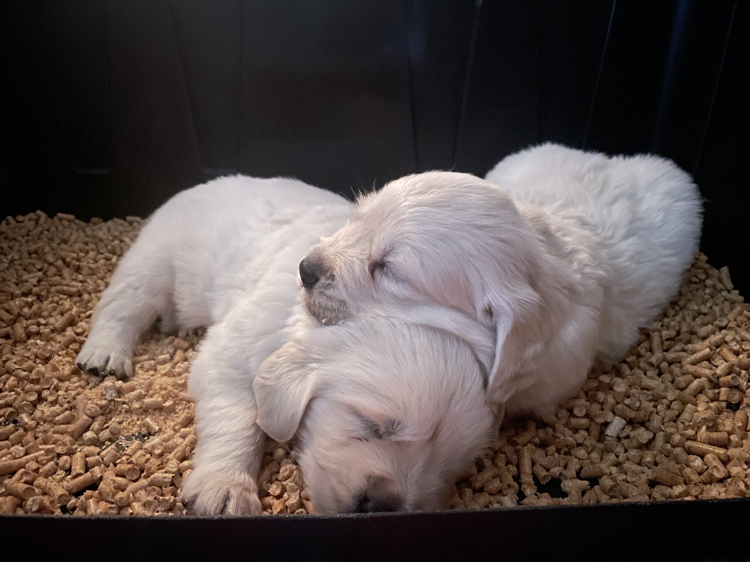 Carolina Point Retrievers Conway South Carolina